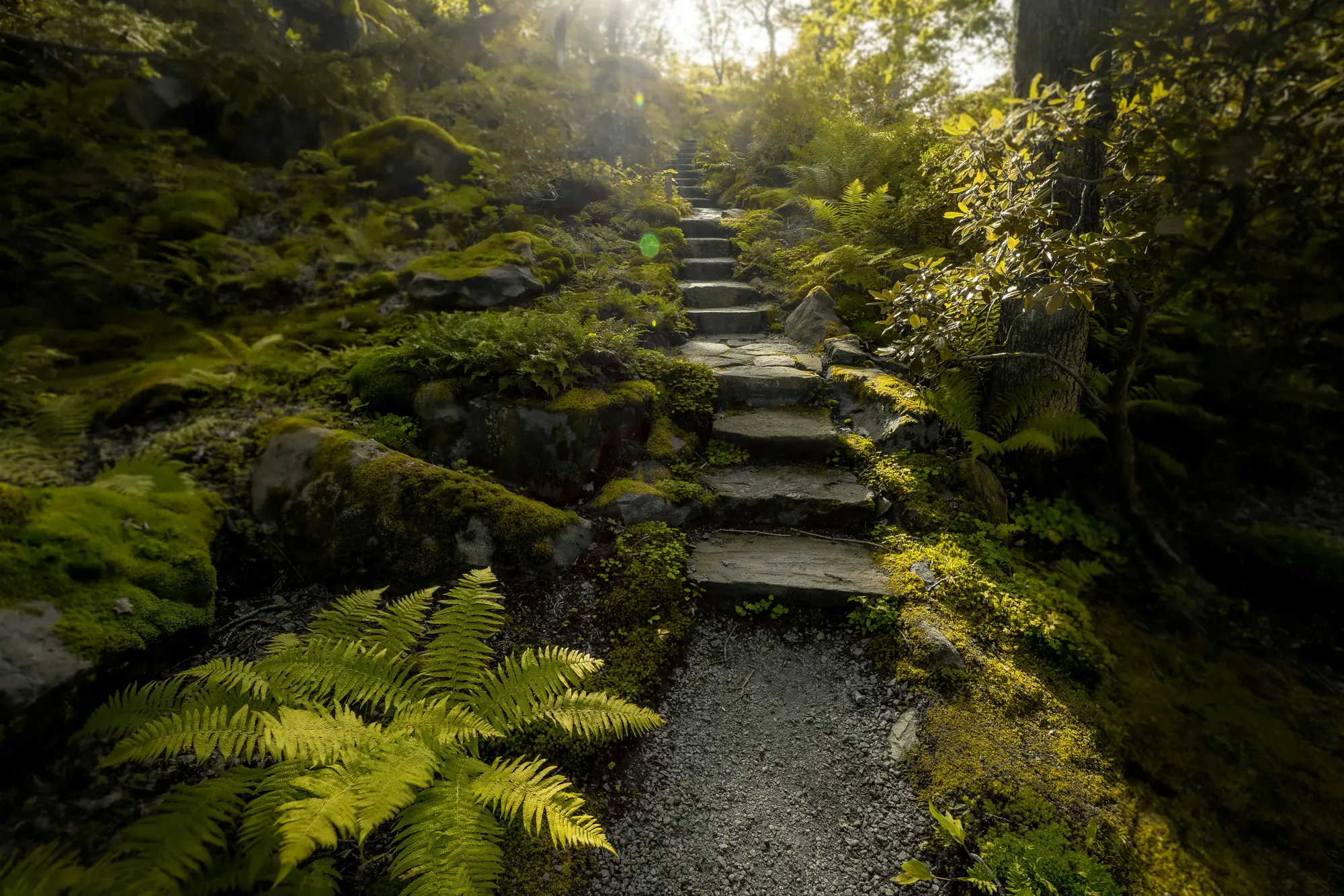 The Rootedness of Wisdom - James 1