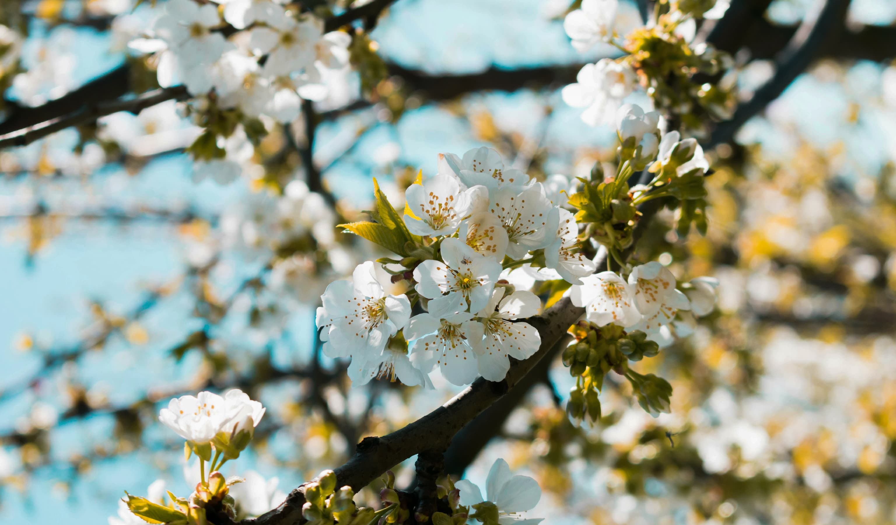 A Friend at Midnight