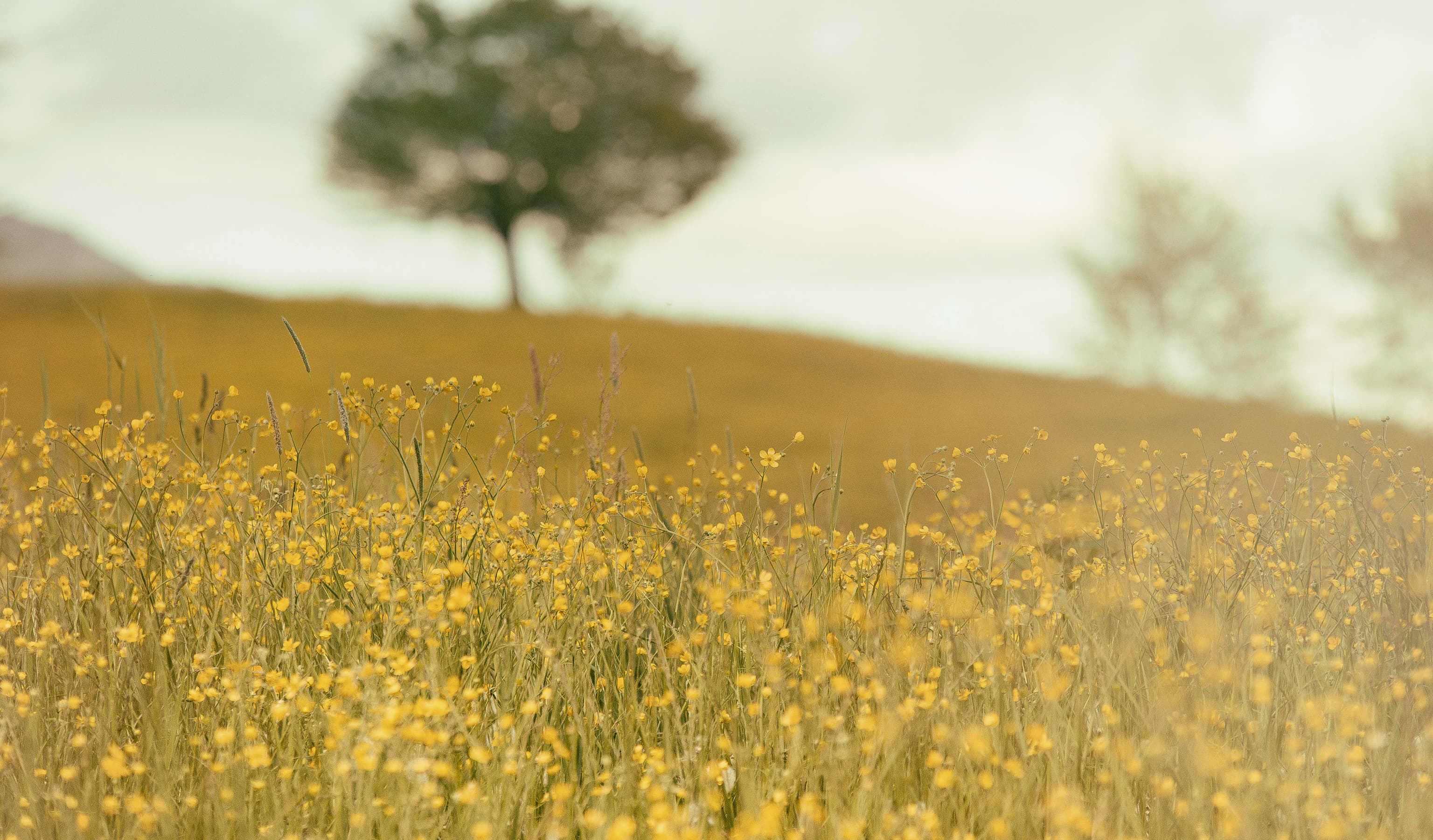 Guarding Thoughts in Christ