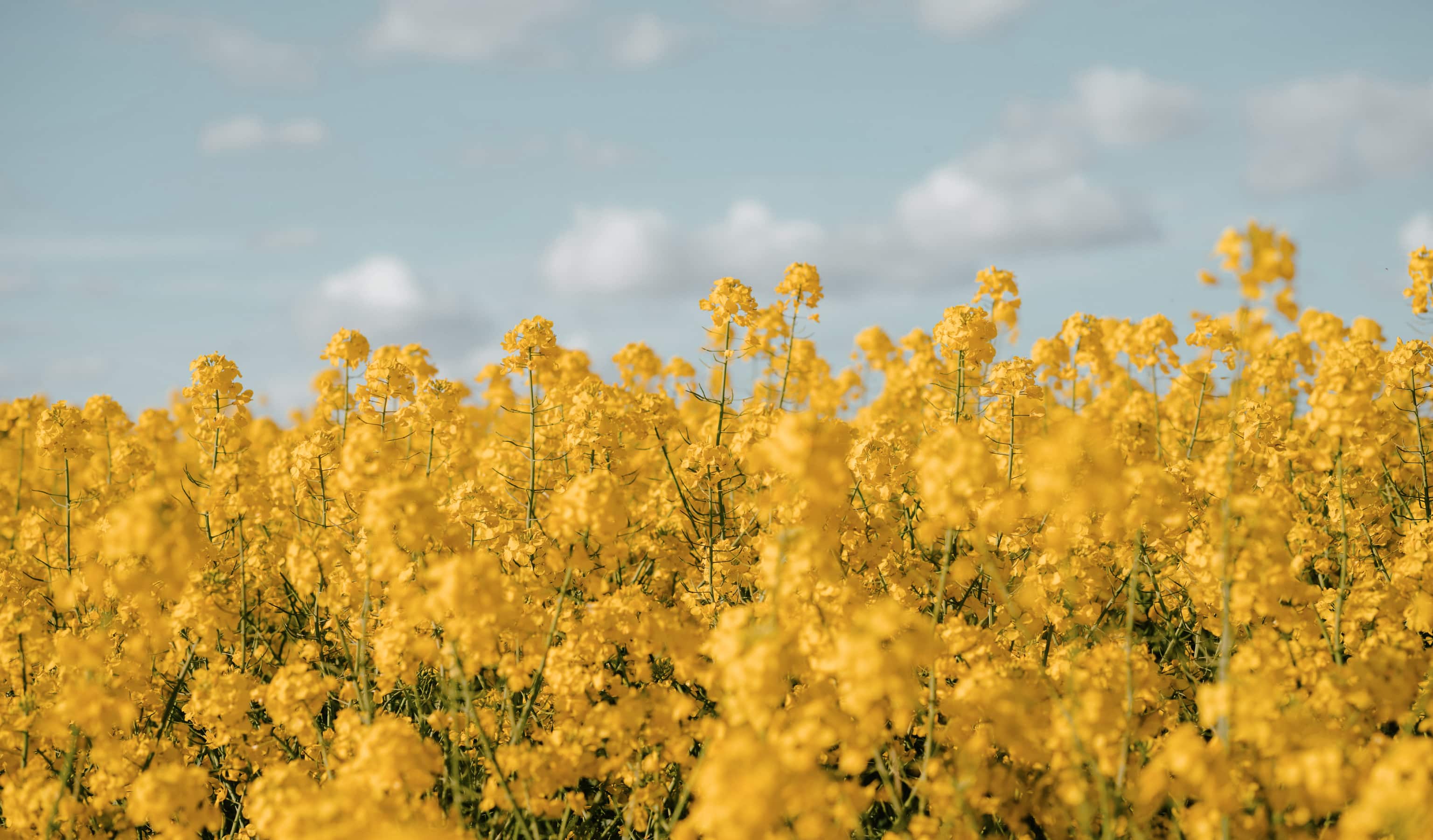 Christ’s Resurrection Power