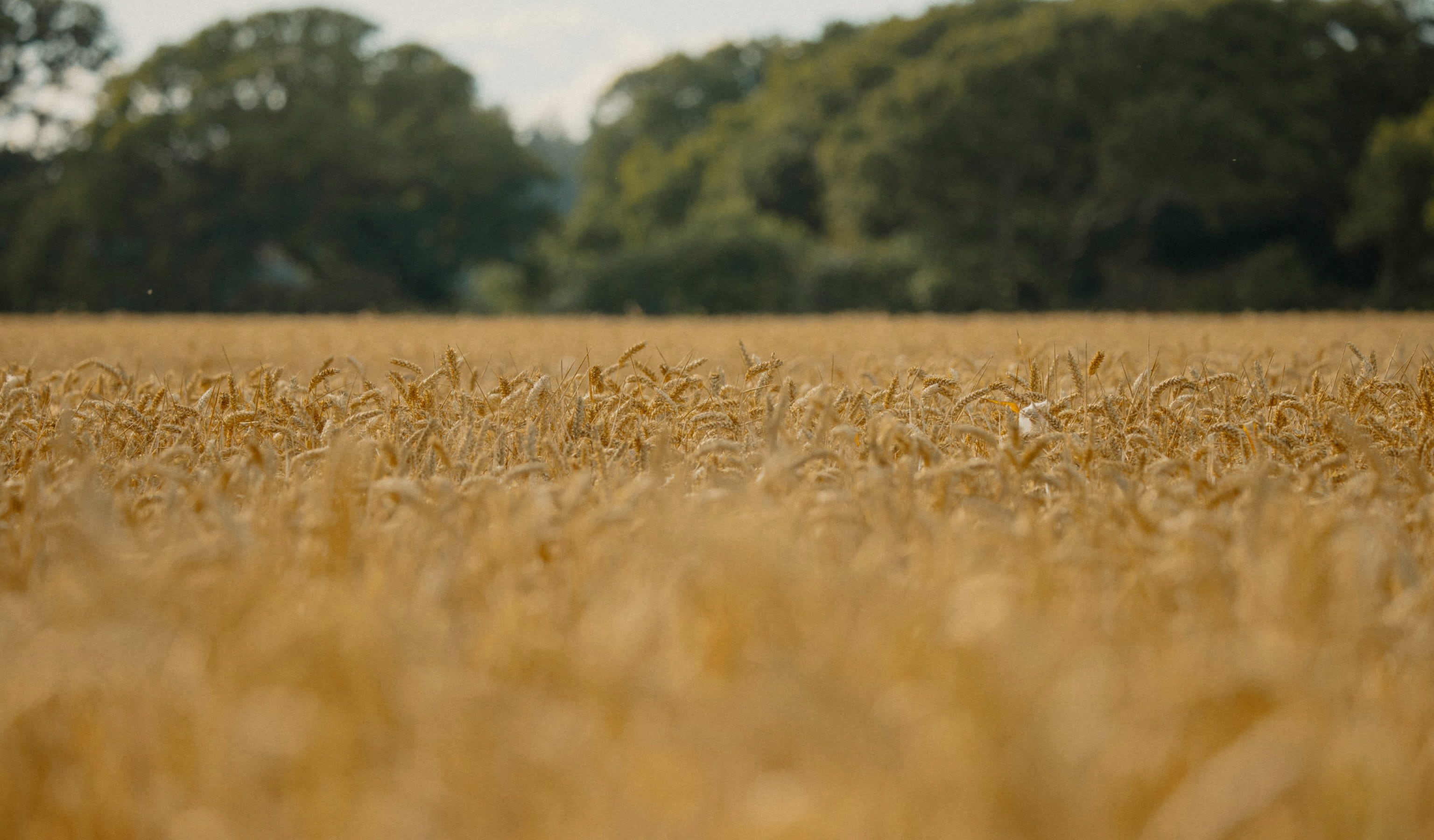 Jesus—Food for the Soul