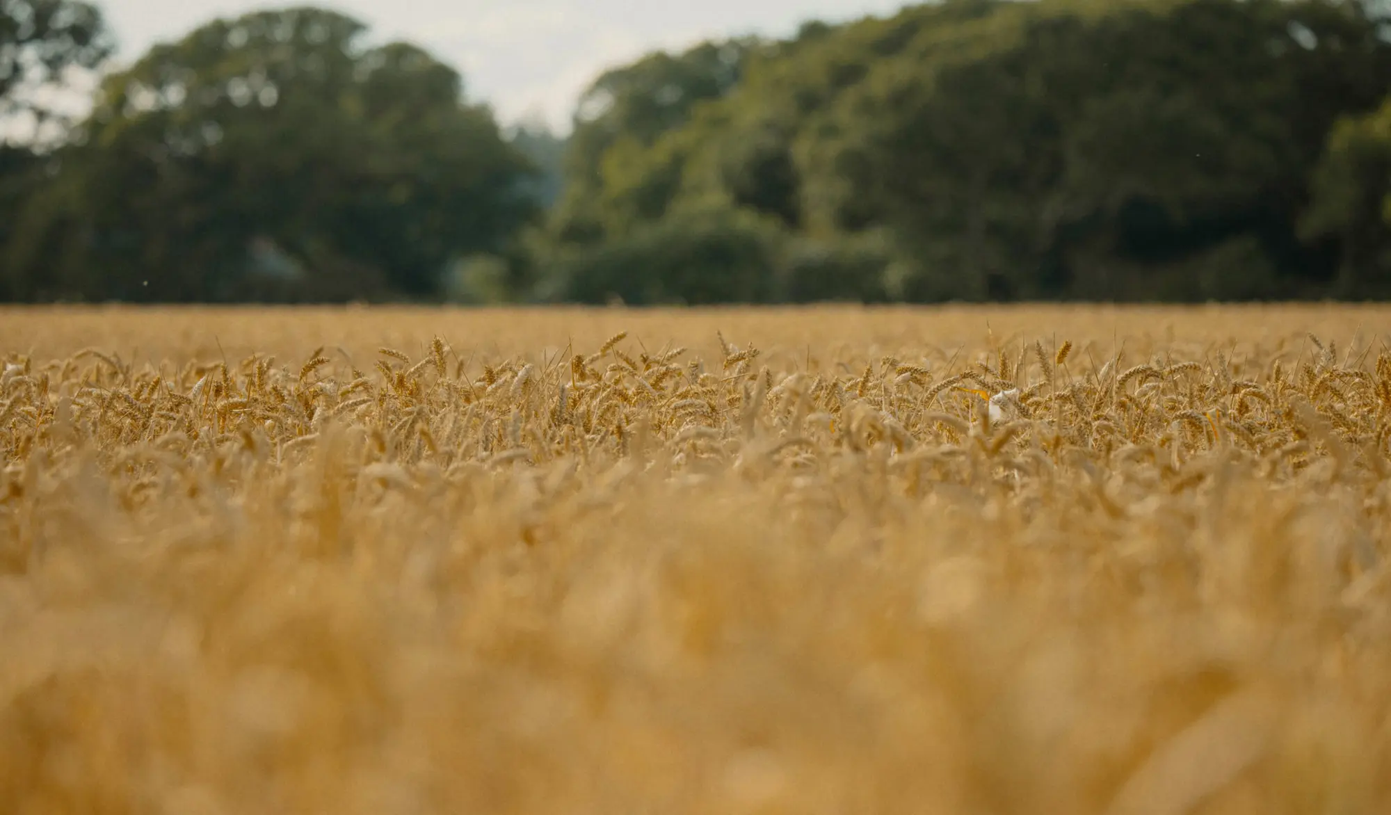 Jesus—Food for the Soul