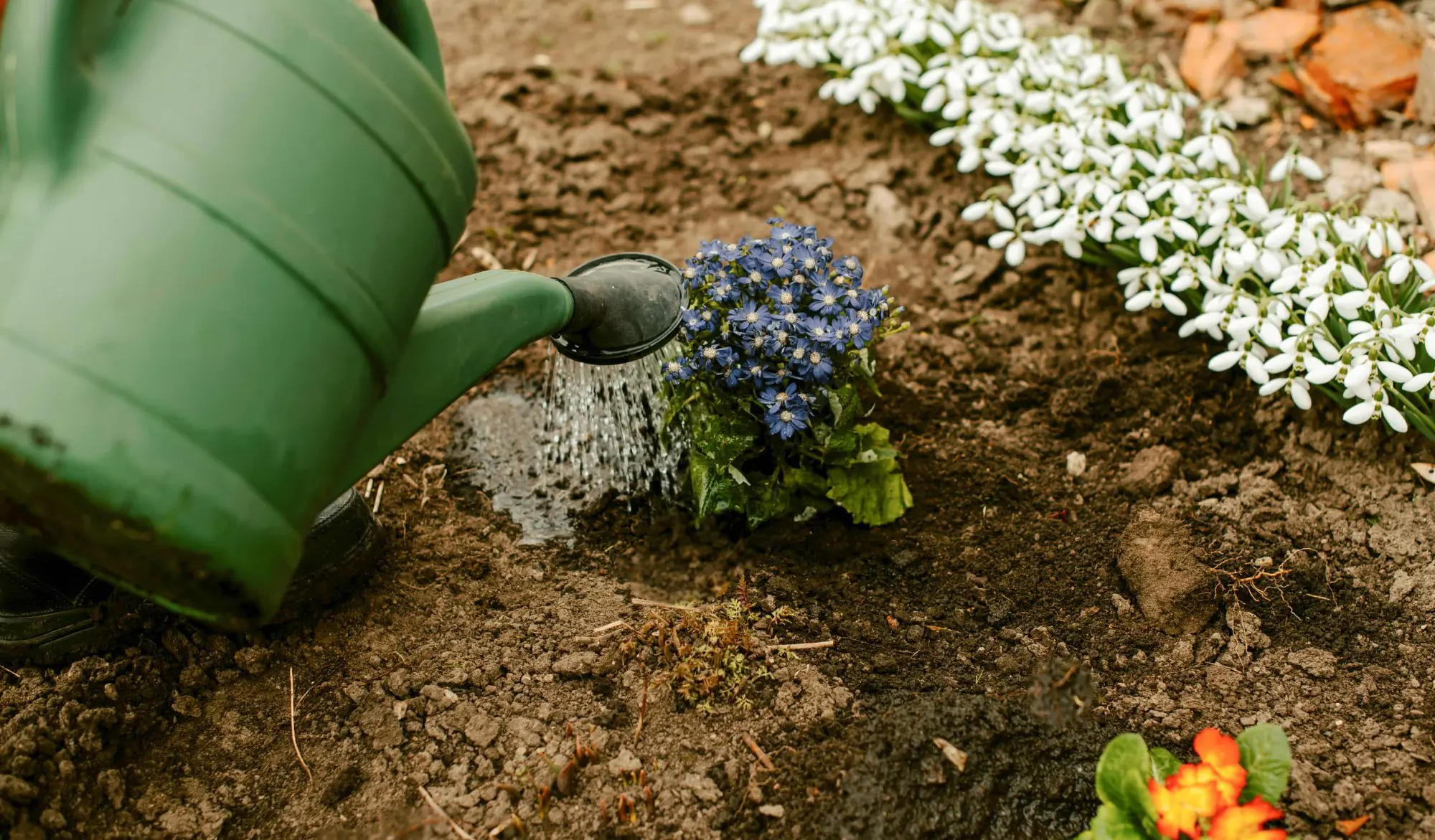 Living Justly, Loving Mercy: A Biblical Response to Our Broken World