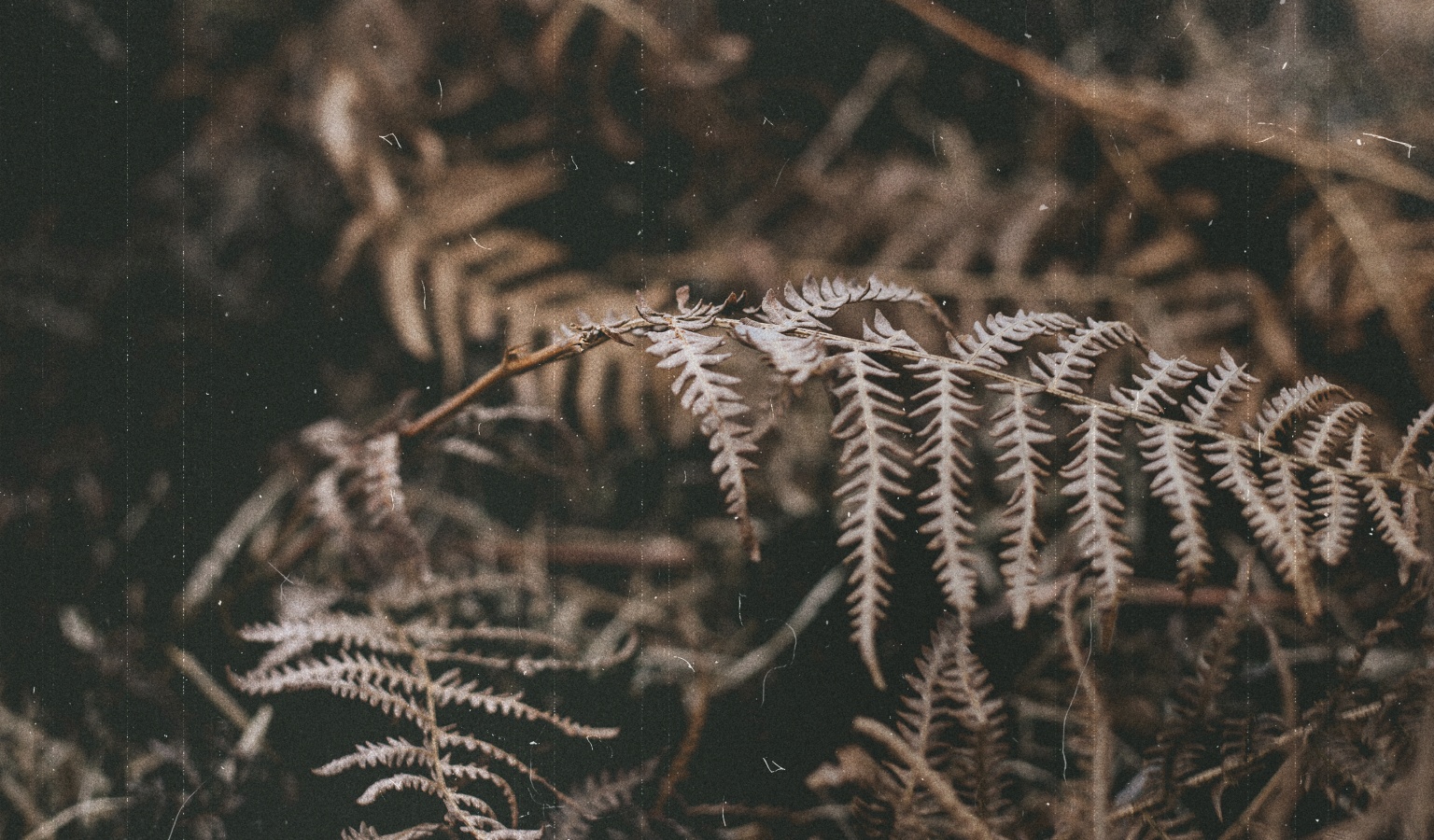 Fully Surrendered to Christ