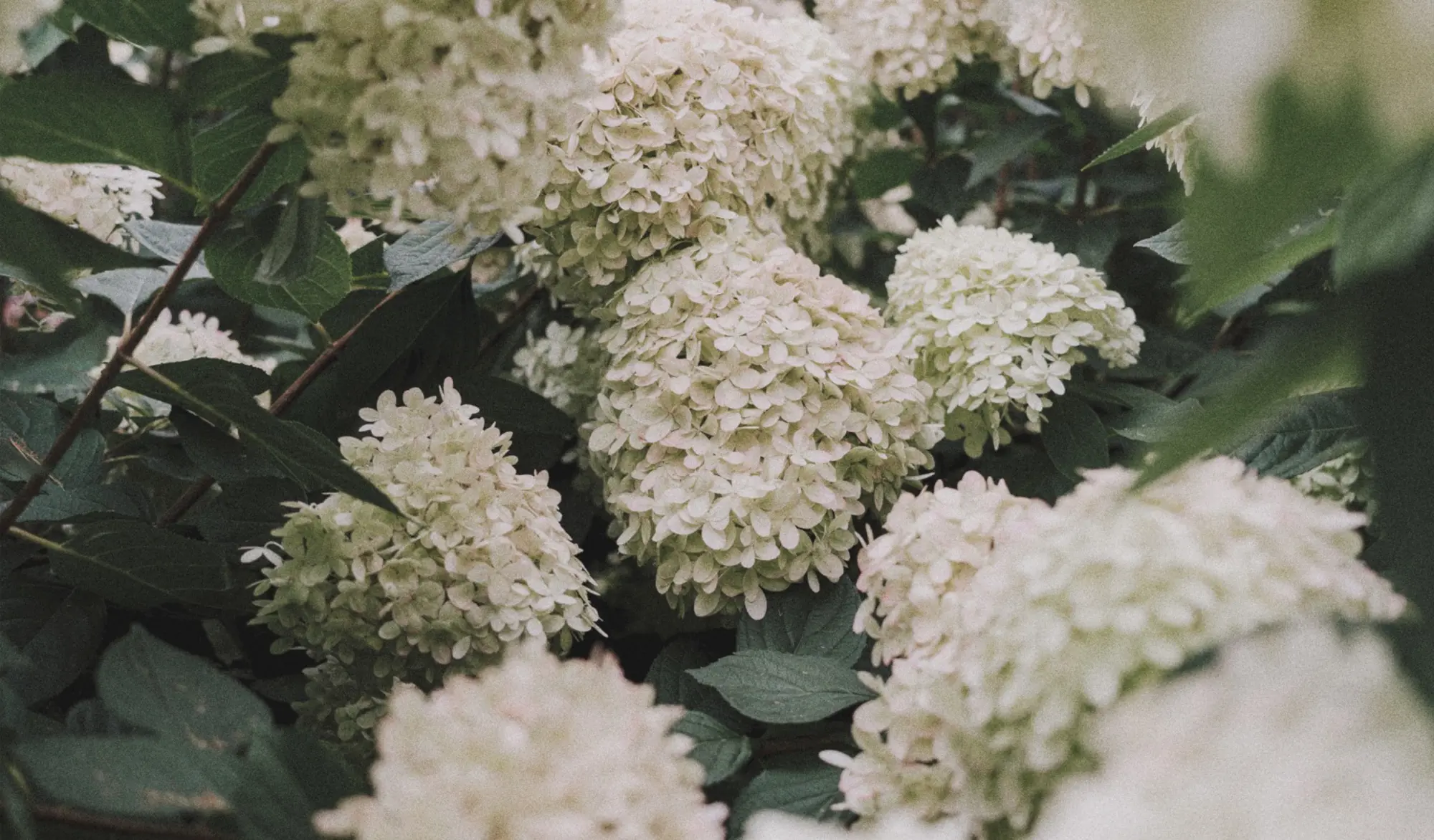 Tell Them What God Did