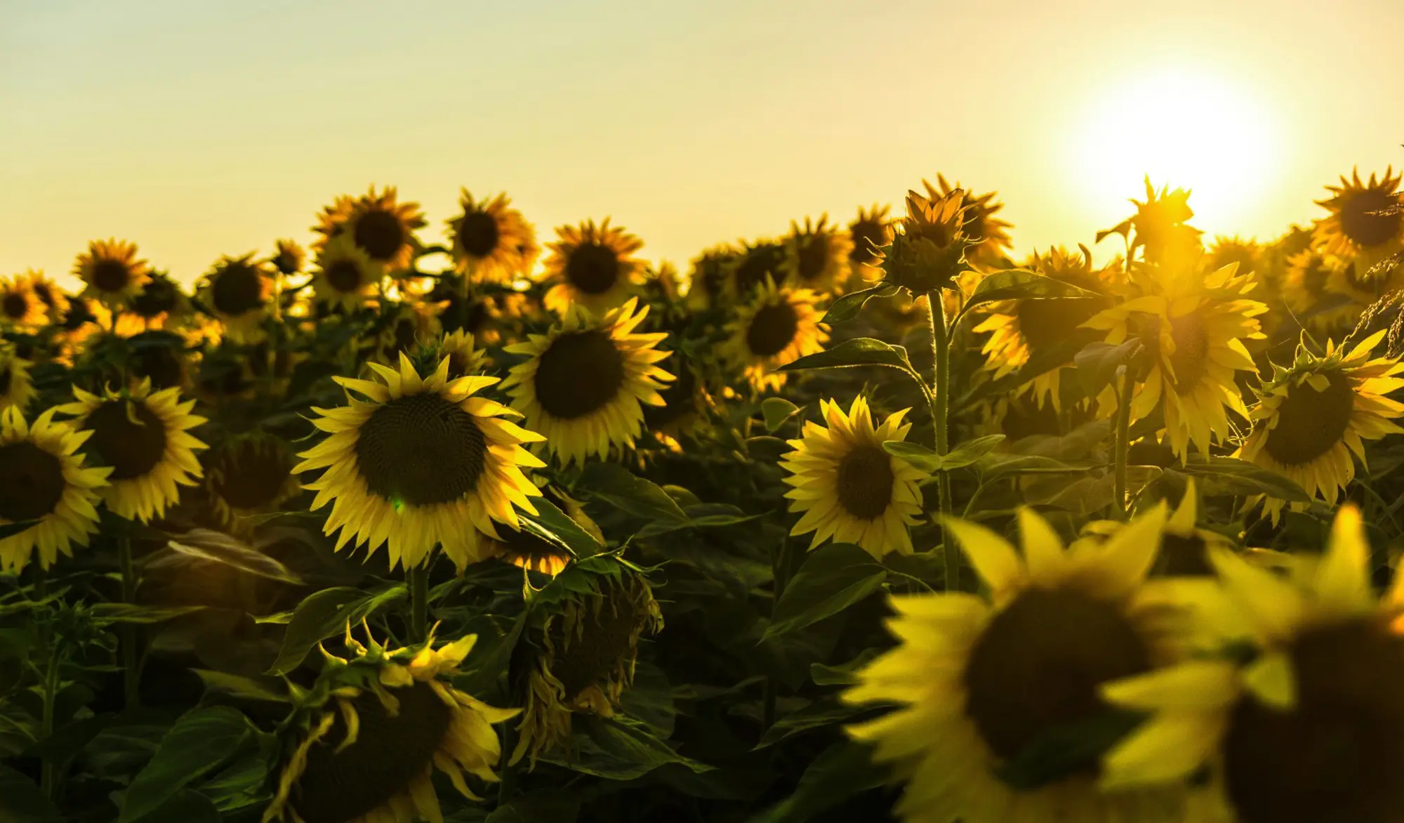 Being Thankful Despite Trials