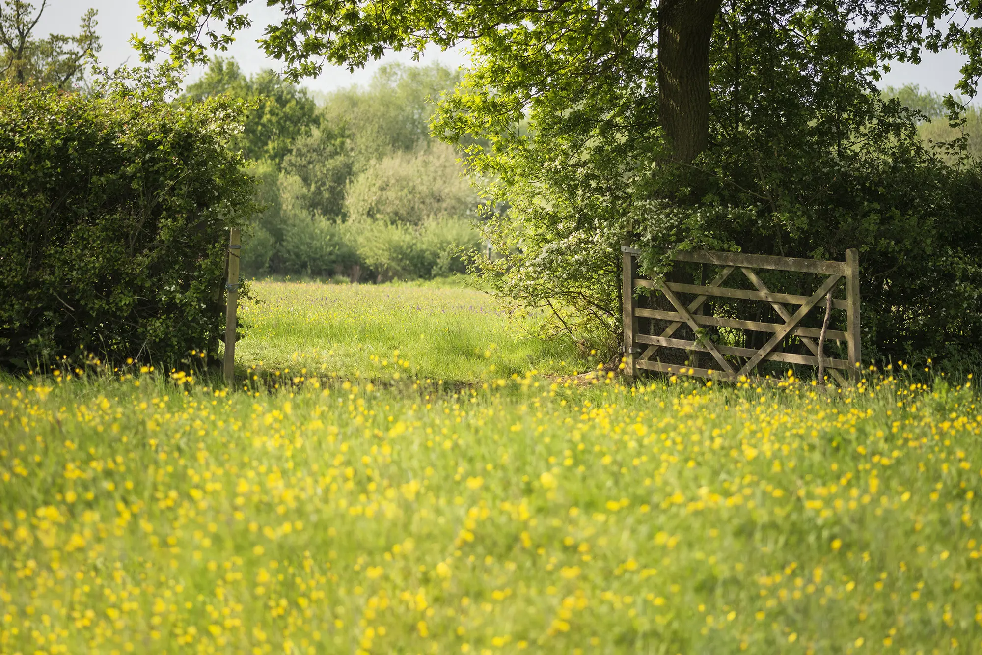 5-Minute Bible Study: Psalm 23